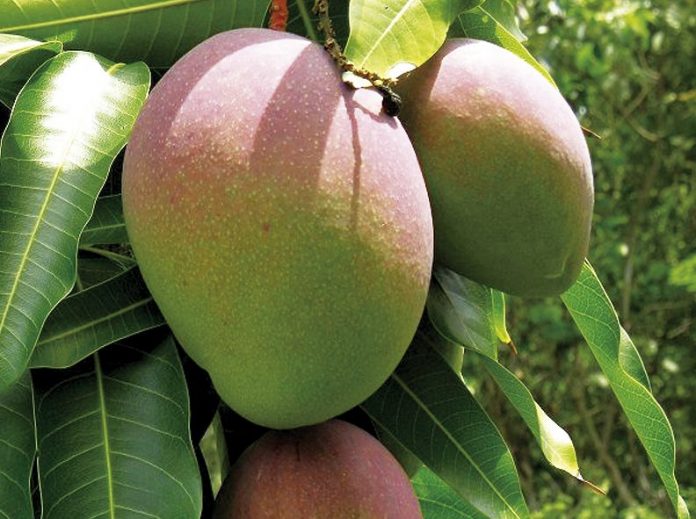 Productores peruanos de mango exportaron más de 232 mil toneladas