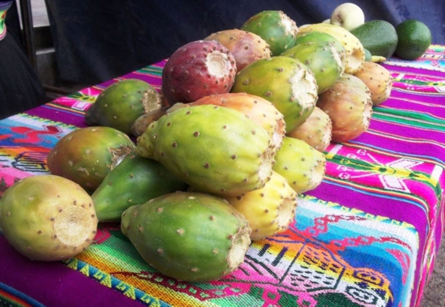 La tuna, el superalimento que crece donde escasea el agua | Agropress