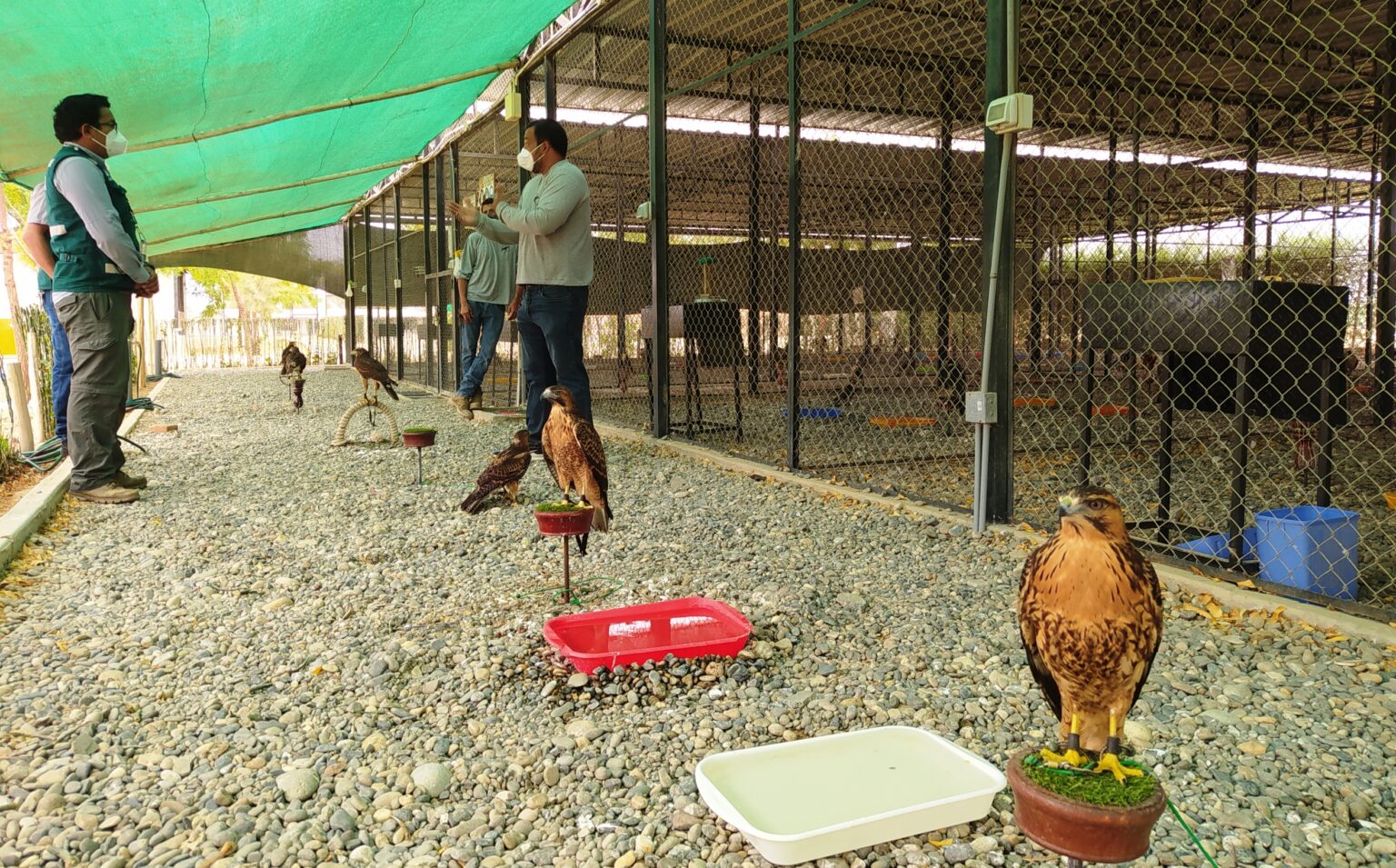 Incentivan Uso De Aves Rapaces Para Controlar Plagas En Zonas Agrícolas