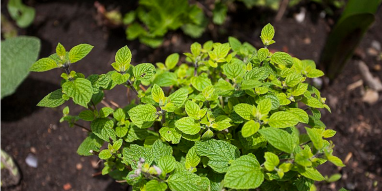 Muña: la planta ancestral con poderes curativos | Agropress