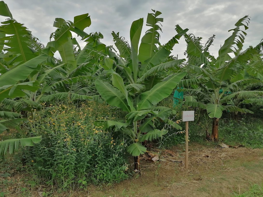 Proyecto de banano orgánico promueve mejoras en la pequeña agricultura ...