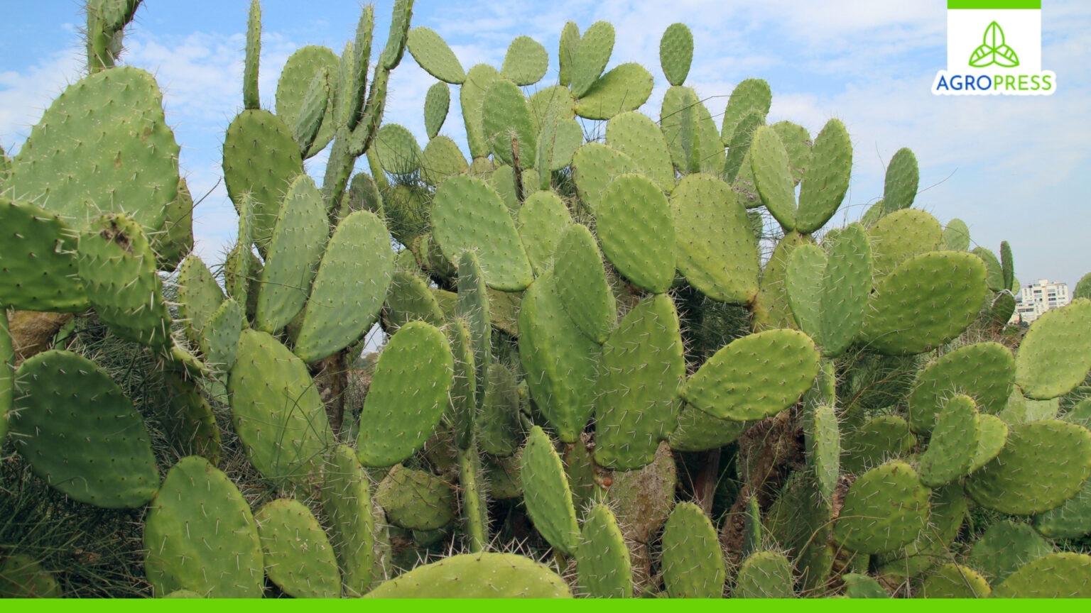 Penca de tuna: ¿cuáles son sus beneficios y cómo se debe preparar ...